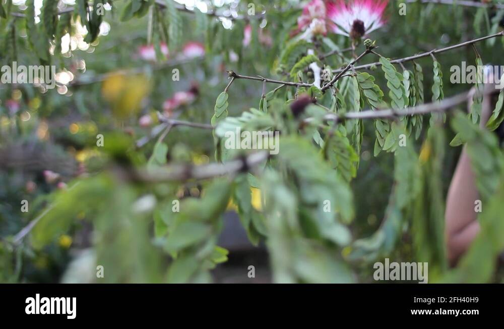 Amazon rainforest plants Stock Videos & Footage - HD and 4K Video Clips ...