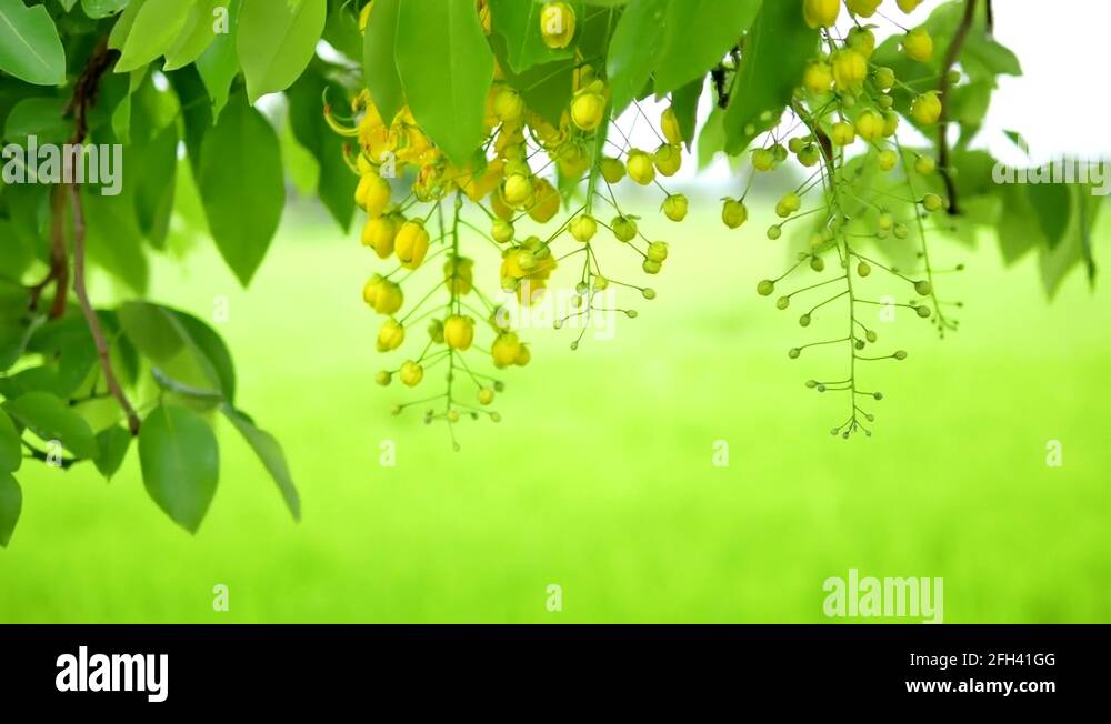 Golden flower tree Stock Videos & Footage - HD and 4K Video Clips - Alamy