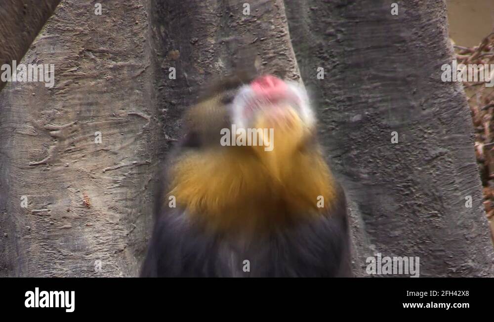 Zoo teeth Stock Videos & Footage - HD and 4K Video Clips - Alamy