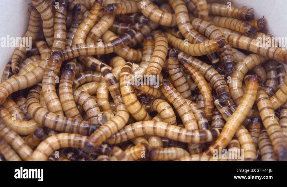 Worms and science Stock Videos & Footage - HD and 4K Video Clips - Alamy