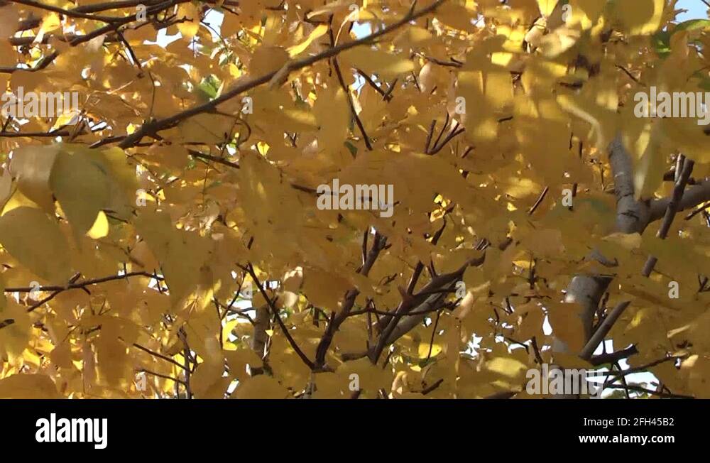Walnut tree in Stock Videos & Footage - HD and 4K Video Clips - Alamy