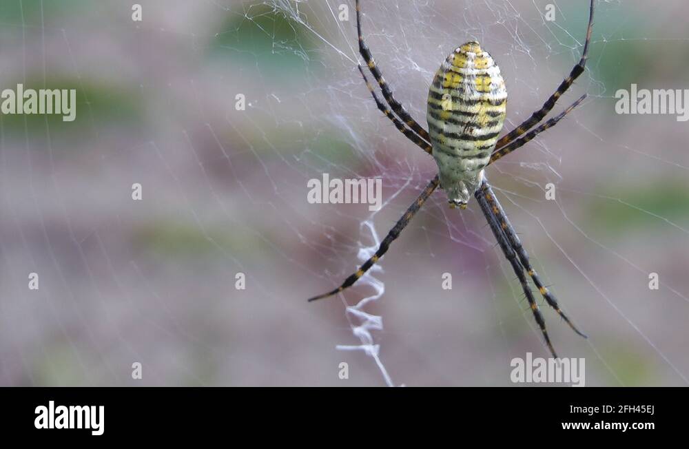 Writing spider web Stock Videos & Footage - HD and 4K Video Clips - Alamy