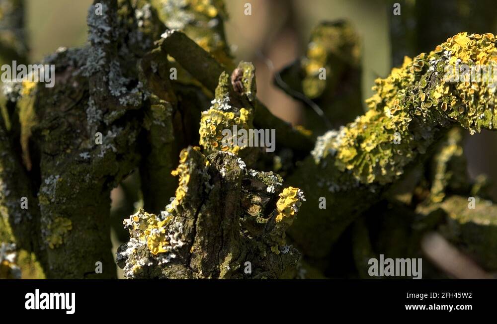 Lichen art Stock Videos & Footage - HD and 4K Video Clips - Alamy