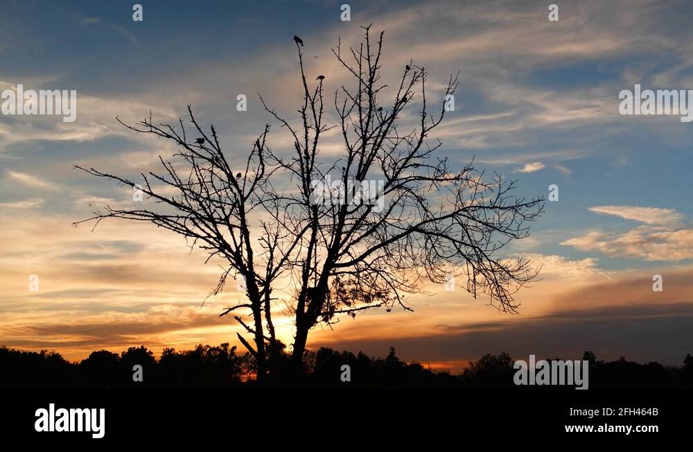 Blackbirds in a tree Stock Videos & Footage - HD and 4K Video Clips - Alamy