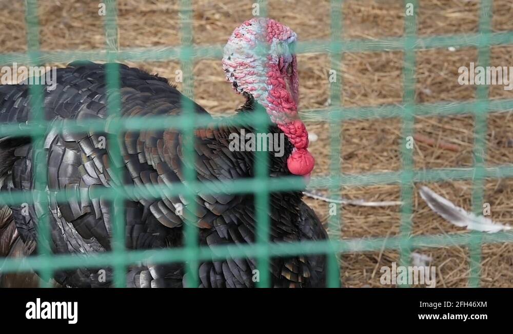 Farm animals turkey Stock Videos & Footage - HD and 4K Video Clips - Alamy