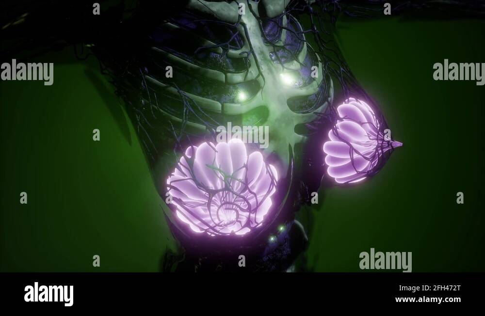 science anatomy of human body in x-ray with glow mammary gland Stock ...