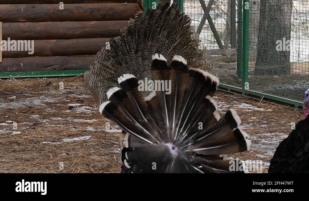 Wild turkeys in backyard Stock Videos & Footage - HD and 4K Video Clips ...