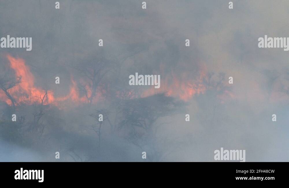 Bushfire Stock Videos & Footage - HD and 4K Video Clips - Alamy