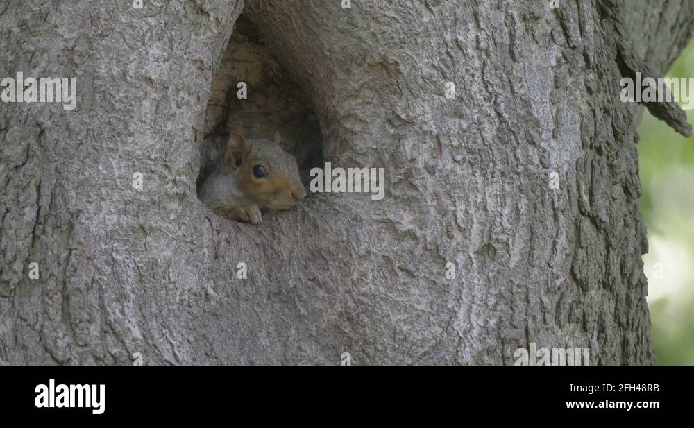 Red squirrel in hole tree Stock Videos & Footage - HD and 4K Video ...