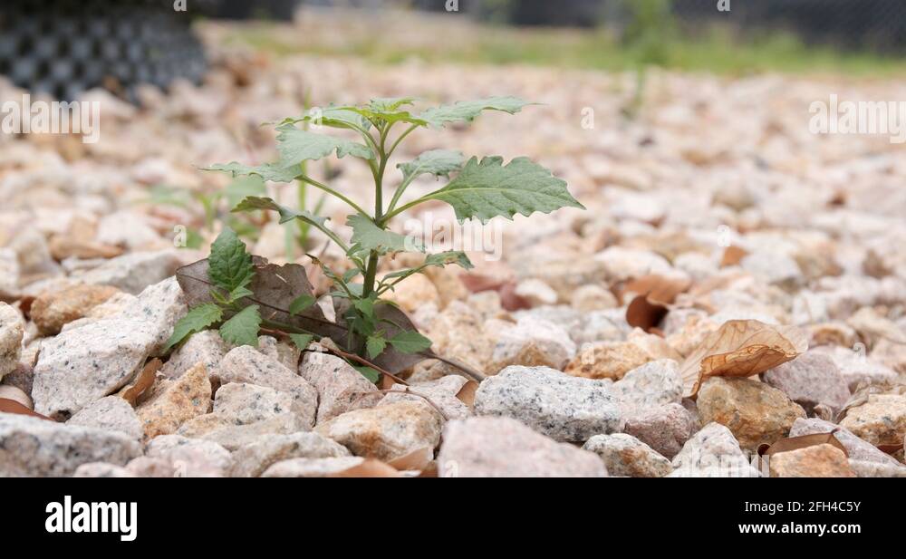 Green plant between stone Stock Videos & Footage - HD and 4K Video ...