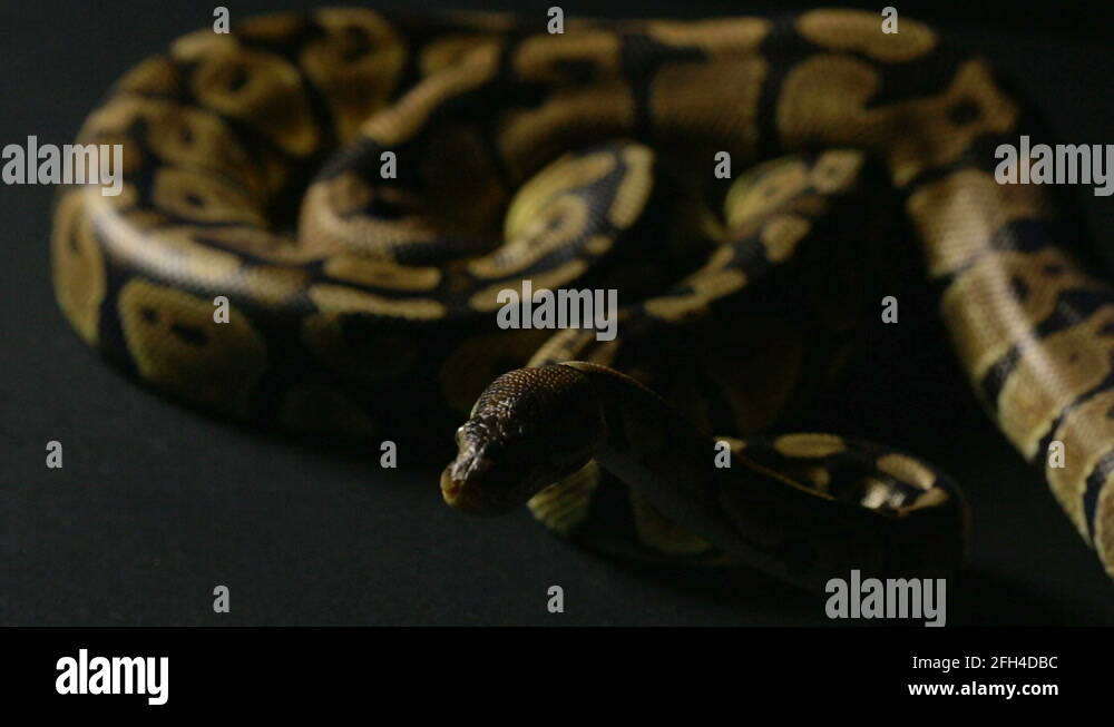Snake shadow Stock Videos & Footage - HD and 4K Video Clips - Alamy