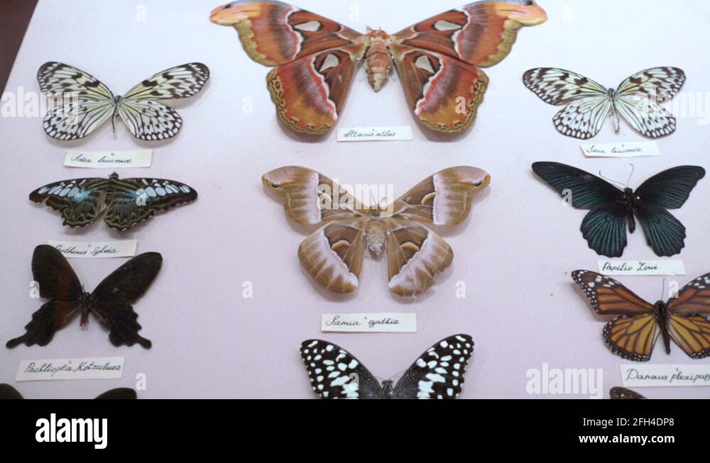 Big butterflies Stock Videos & Footage - HD and 4K Video Clips - Alamy