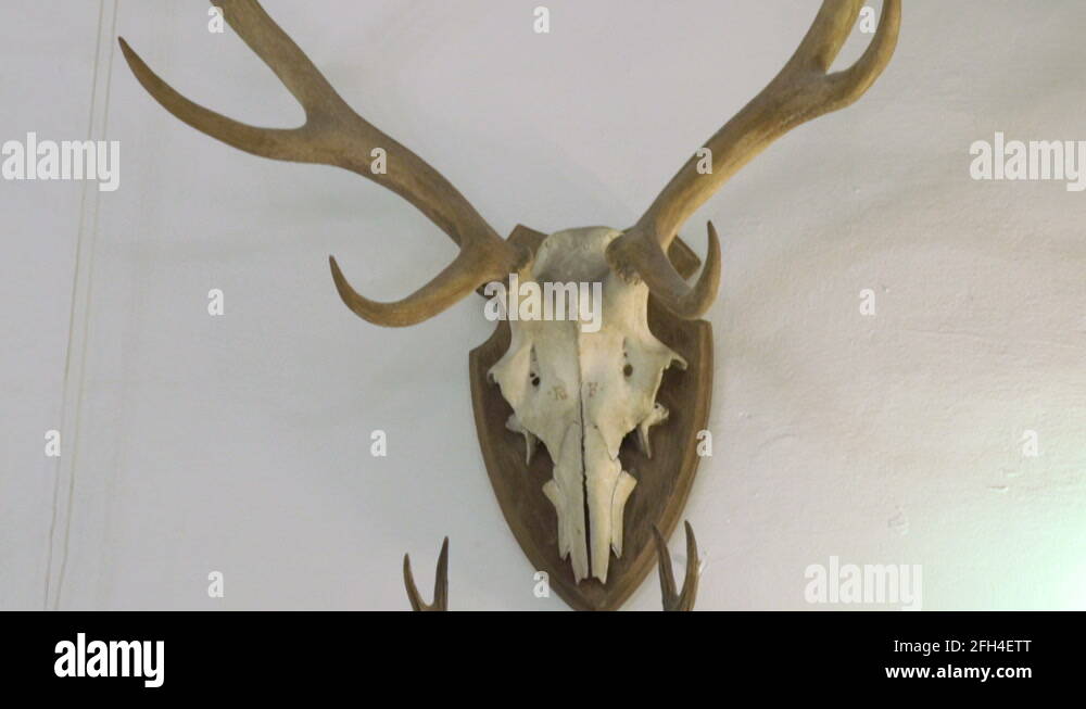 Skull trophy Stock Videos & Footage - HD and 4K Video Clips - Alamy