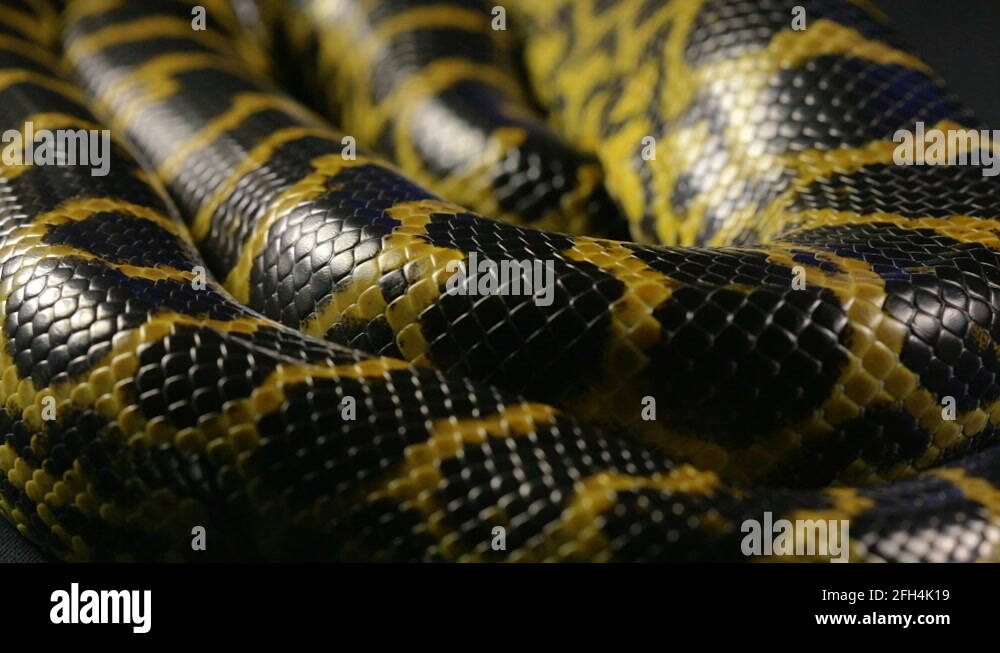 Anaconda pattern Stock Videos & Footage - HD and 4K Video Clips - Alamy