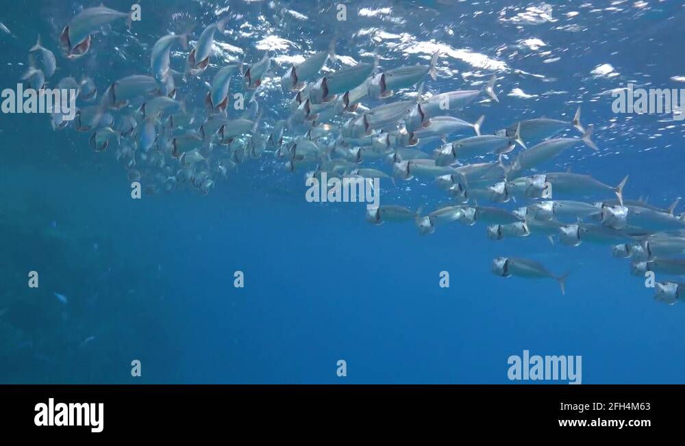Plankton feeding Stock Videos & Footage - HD and 4K Video Clips - Alamy