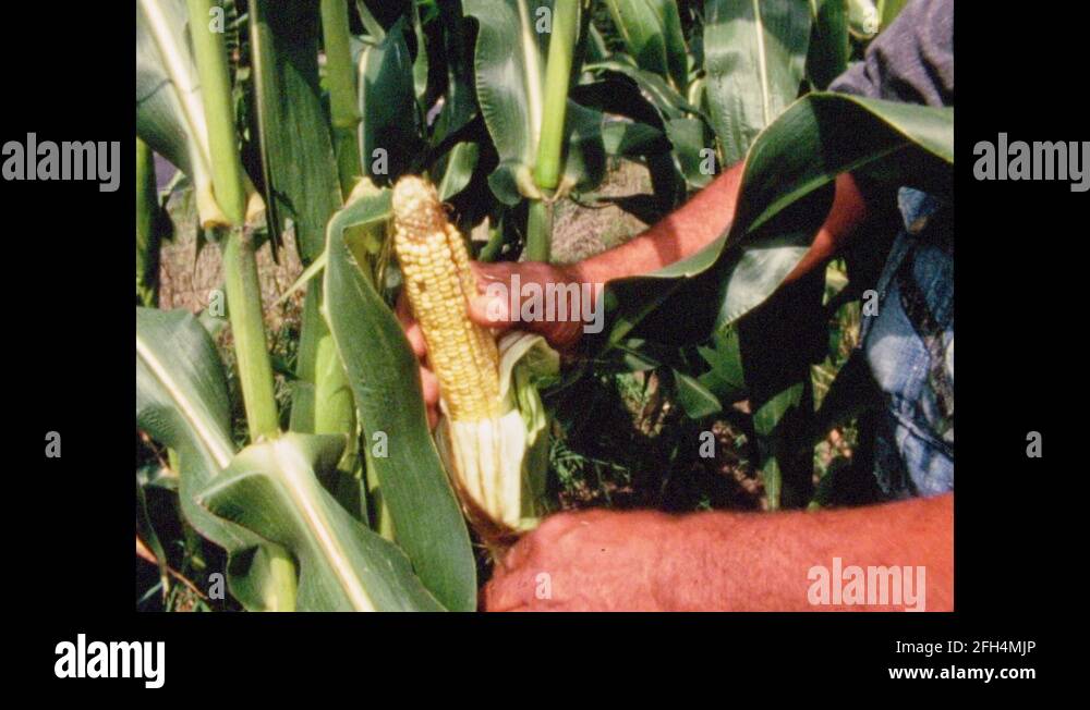 1960s: Farmer pulls back husk of ear of corn on stalk. Model of steel ...