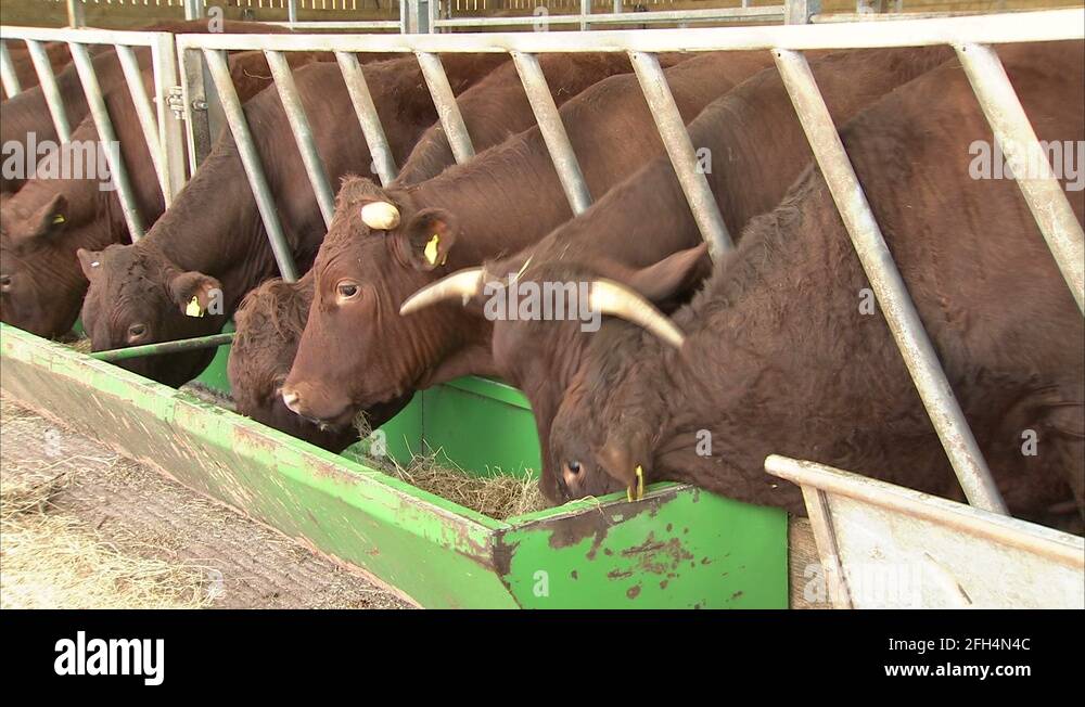 Jostle Stock Videos & Footage - HD and 4K Video Clips - Alamy