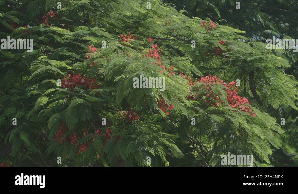 Caribbean vegetation Stock Videos & Footage - HD and 4K Video Clips - Alamy