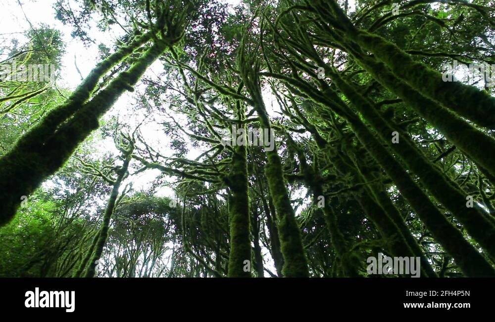 Boxwood Stock Videos & Footage - HD and 4K Video Clips - Alamy