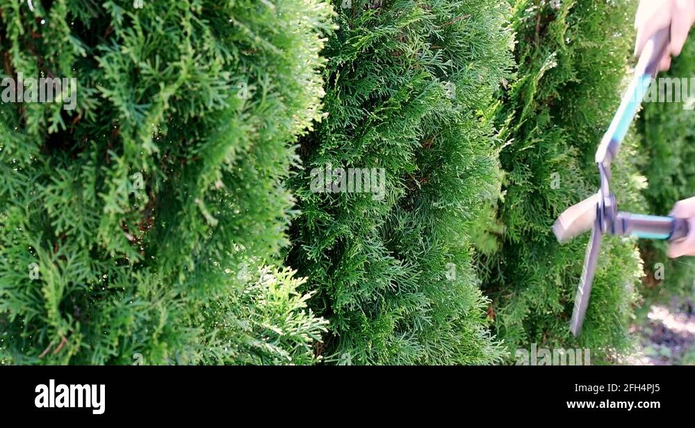 Coniferous hedge Stock Videos & Footage - HD and 4K Video Clips - Alamy