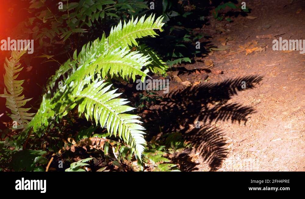 Fern nature Stock Videos & Footage - HD and 4K Video Clips - Alamy
