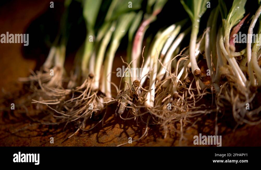 Wild onion roots Stock Videos & Footage - HD and 4K Video Clips - Alamy