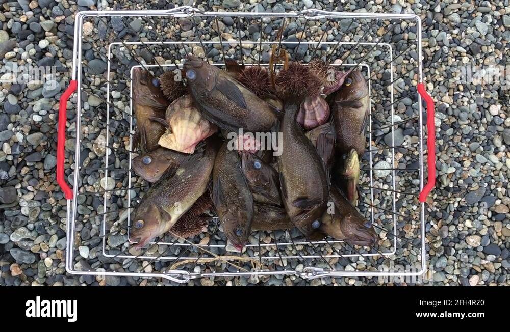 Scallops fish Stock Videos & Footage - HD and 4K Video Clips - Alamy