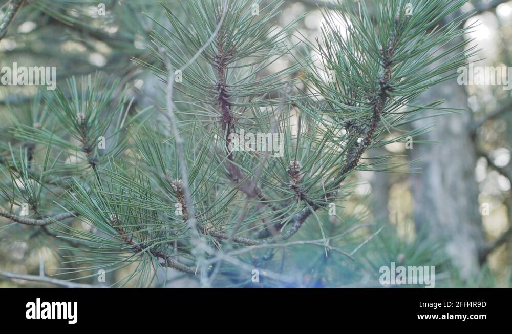 Simple branch backdrop Stock Videos & Footage - HD and 4K Video Clips ...