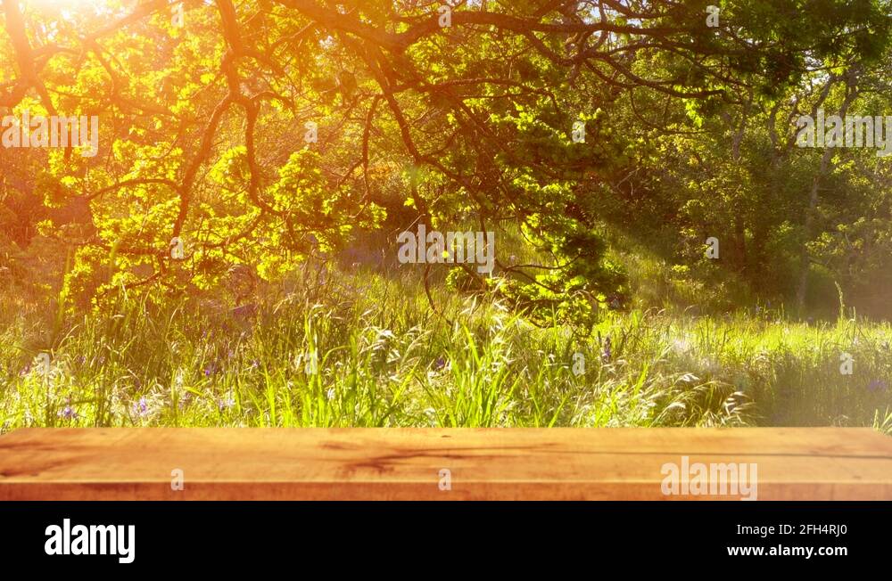 Wood Table Empty Garden Space Tree and Grass Rustic Park Background ...