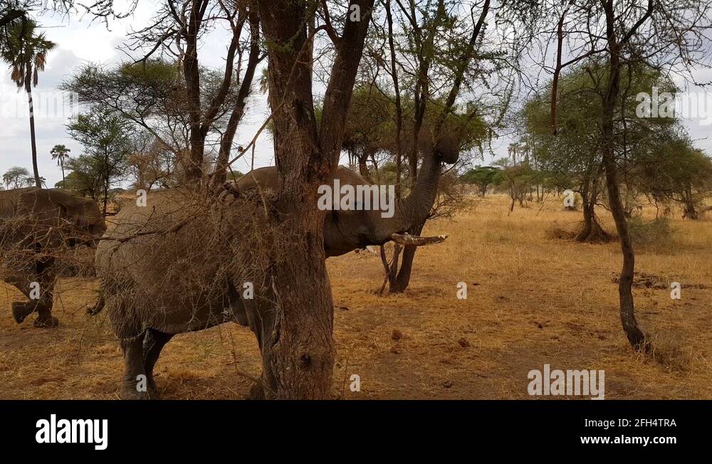 Elephant feeding from tree in Tanzania tarangire Stock Video Footage ...