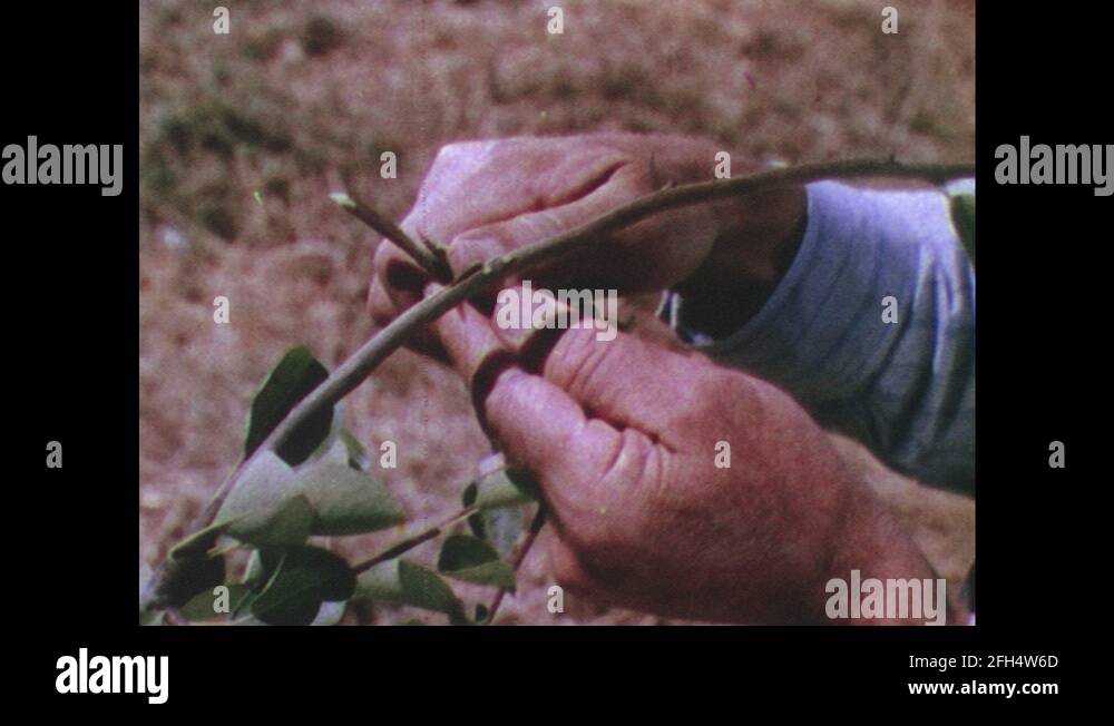Plant limb Stock Videos & Footage - HD and 4K Video Clips - Alamy