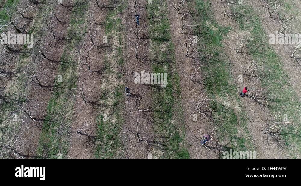 Rotating high aerial view of men in an apple orchard pruning trees in ...
