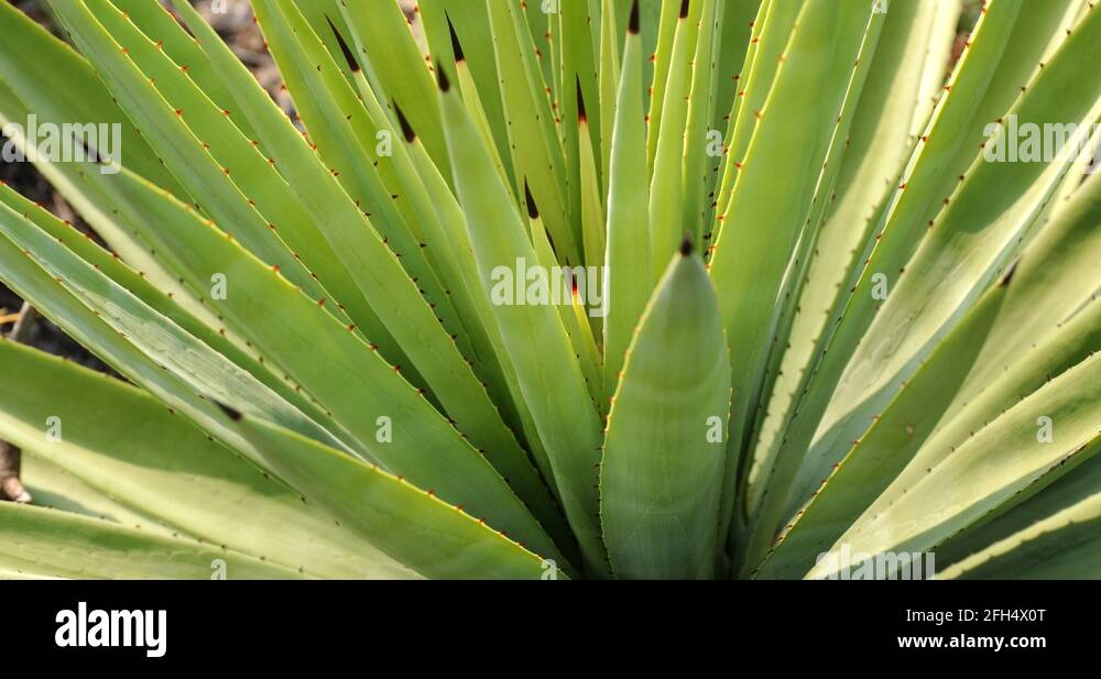 Agave leaves pattern Stock Videos & Footage - HD and 4K Video Clips - Alamy