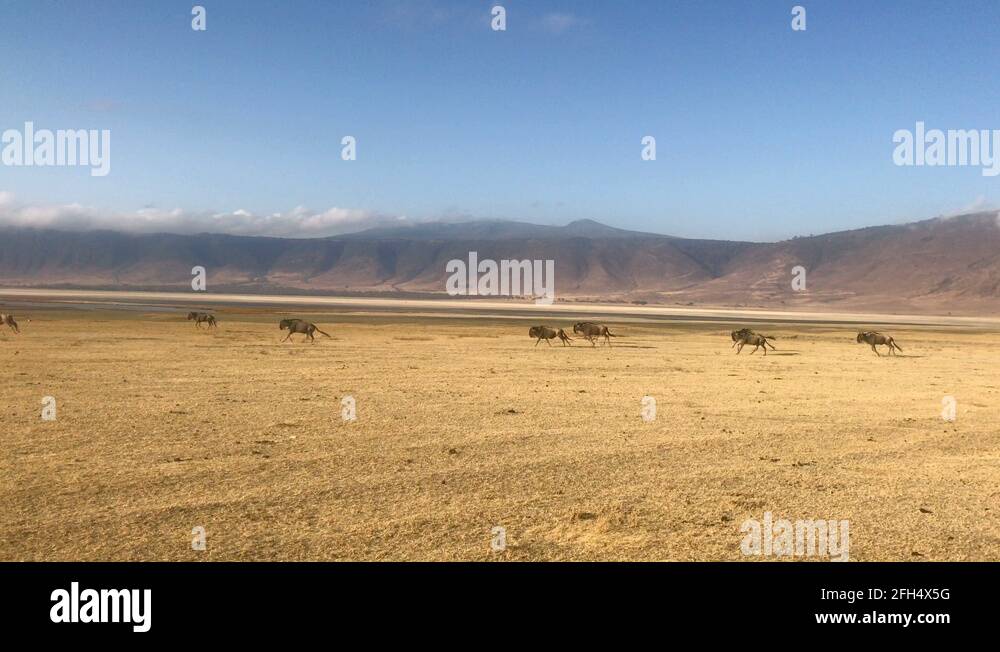 Ngorongoro park Stock Videos & Footage - HD and 4K Video Clips - Alamy