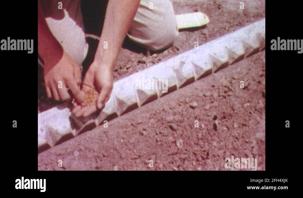 1950s: hands drop seeds into metal separator in soil trench. fingers ...