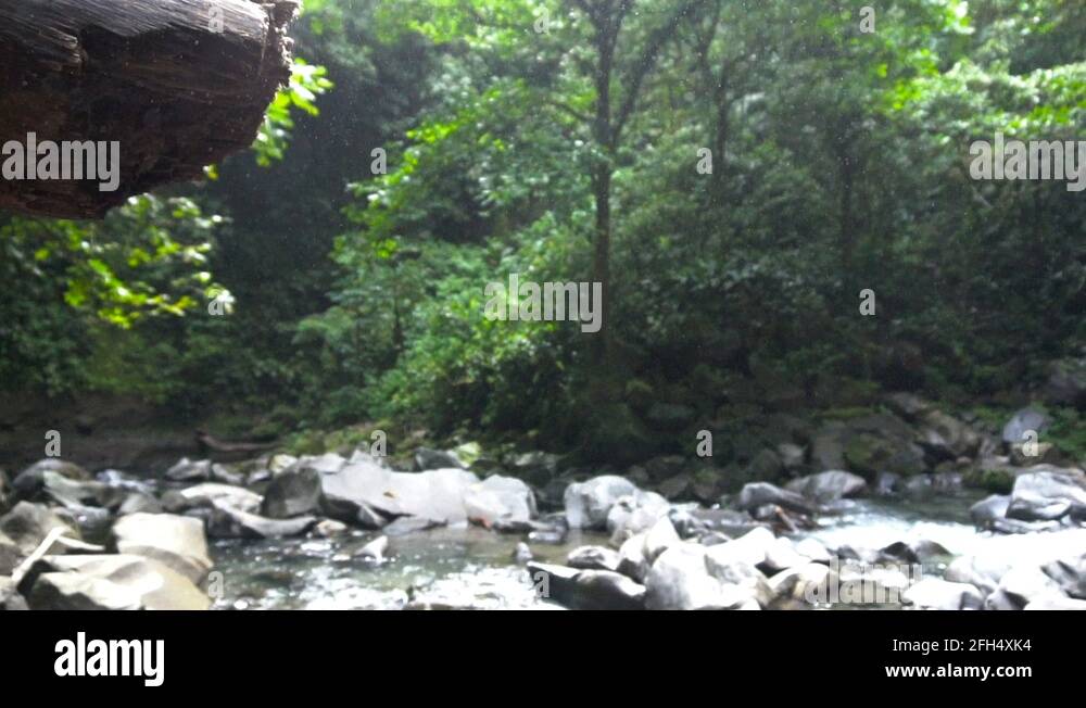 Fallen tree next to river Stock Videos & Footage - HD and 4K Video ...