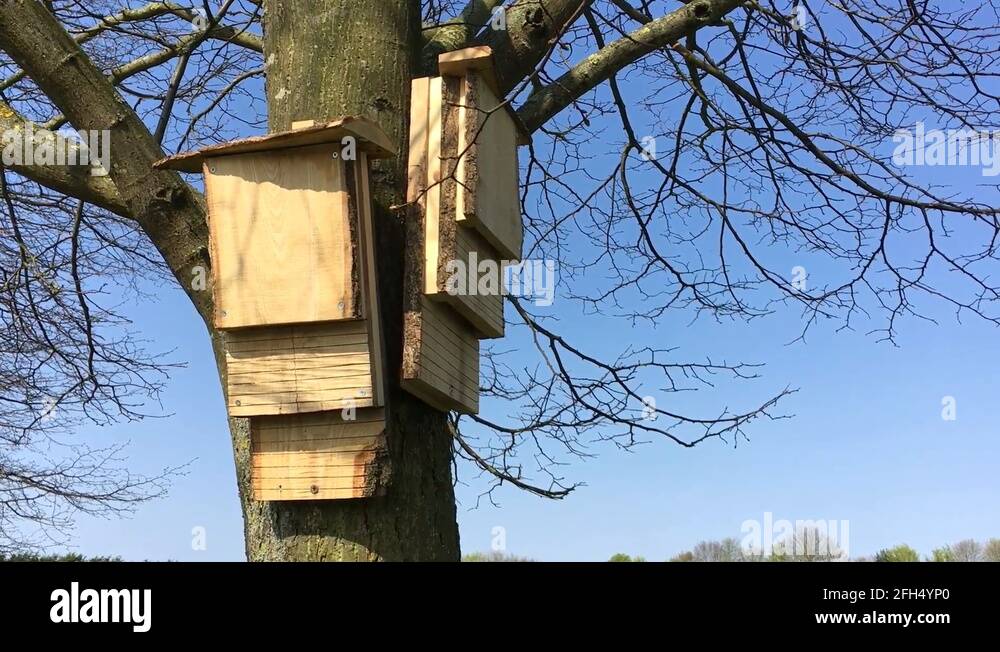 Bat protection Stock Videos & Footage - HD and 4K Video Clips - Alamy