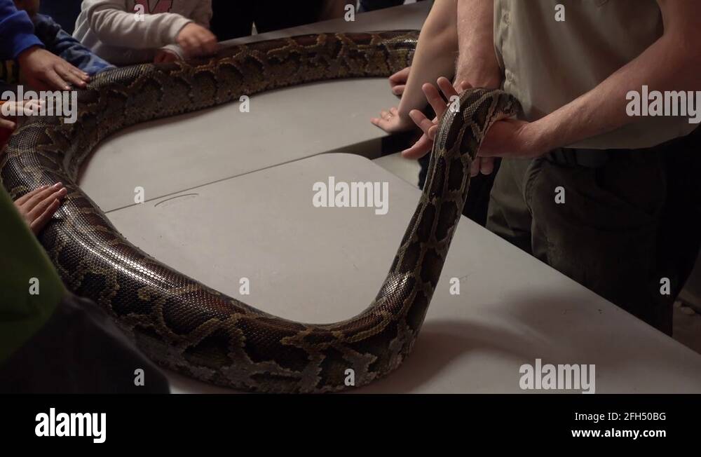 Burmese python pet Stock Videos & Footage - HD and 4K Video Clips - Alamy