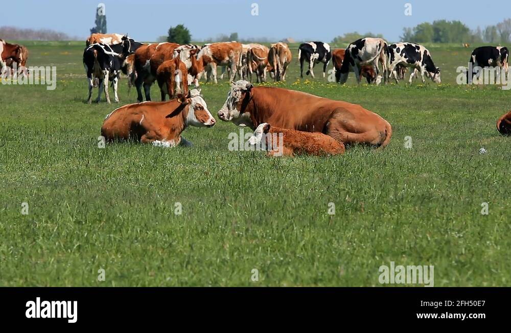 Bull cow calf farming family Stock Videos & Footage - HD and 4K Video ...