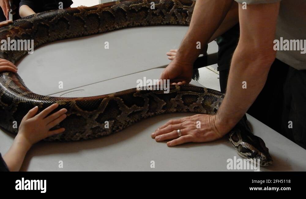 Burmese python everglades Stock Videos & Footage - HD and 4K Video ...