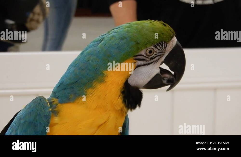 Parrot head Stock Videos & Footage - HD and 4K Video Clips - Alamy