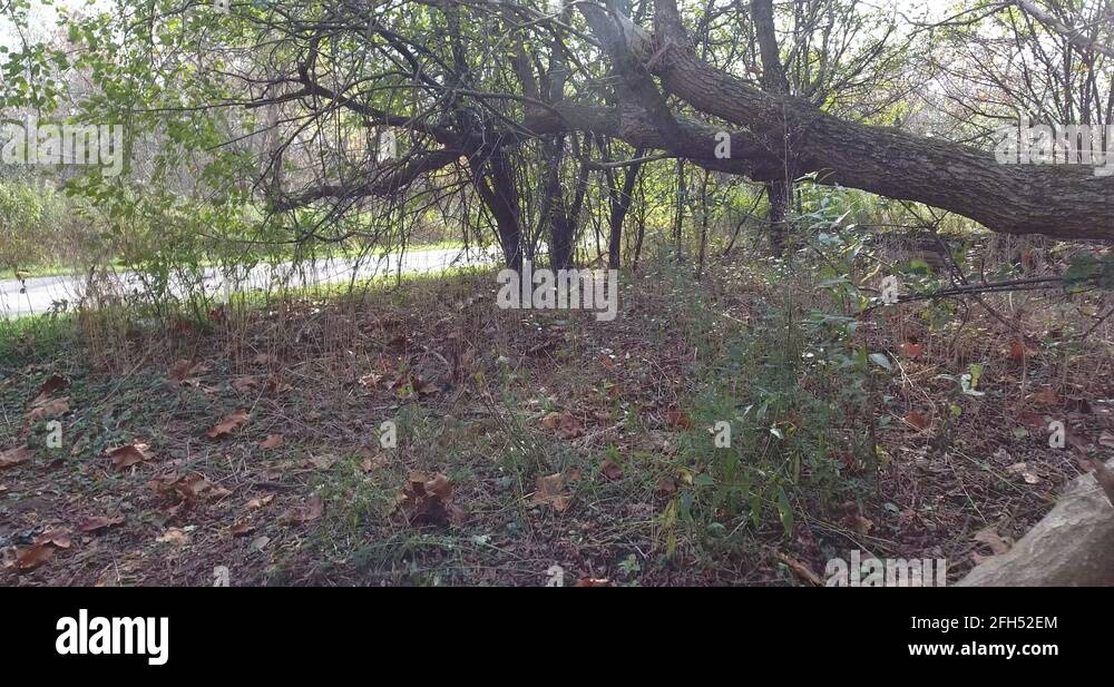 Animal pathway Stock Videos & Footage - HD and 4K Video Clips - Alamy