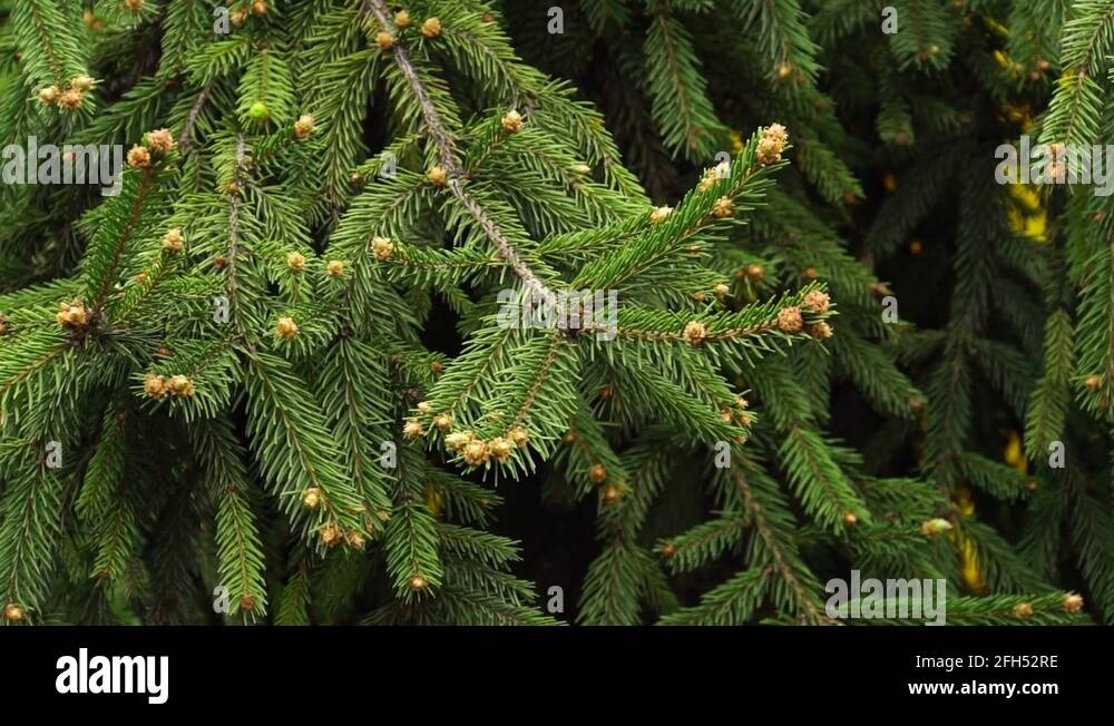 Abies picea Stock Videos & Footage - HD and 4K Video Clips - Alamy