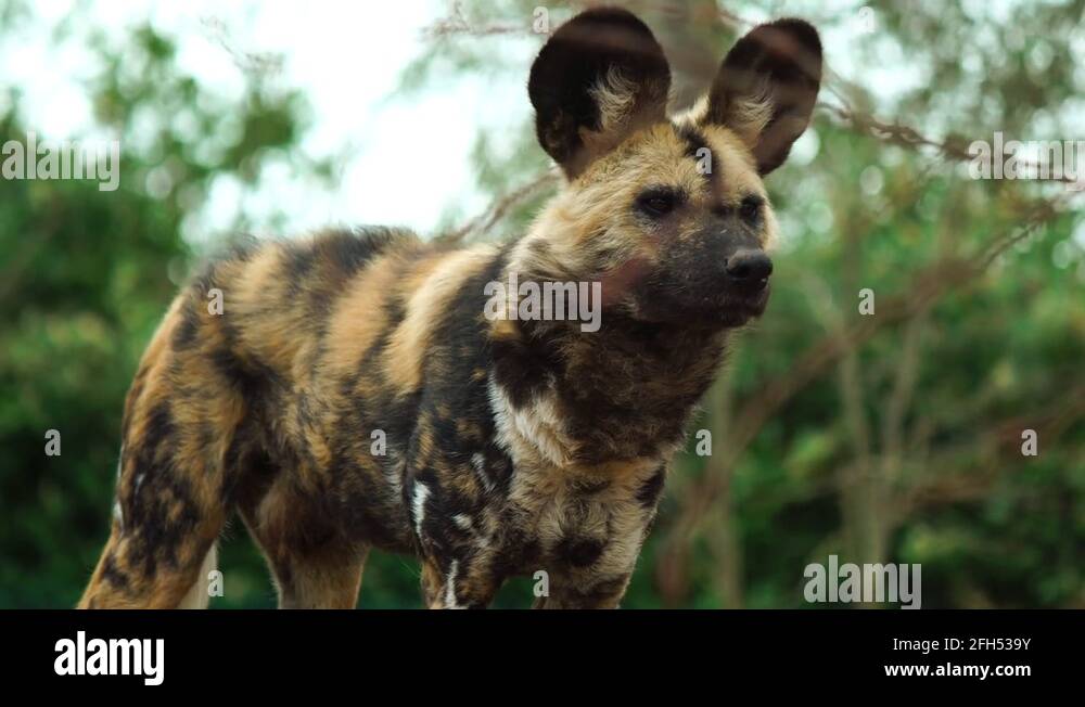 Lycaon pictus painted hunting dog Stock Videos & Footage - HD and 4K ...