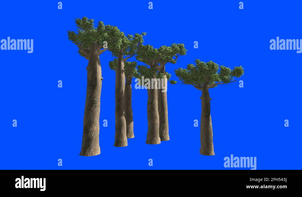 Madagascar baobab trees in Stock Videos & Footage - HD and 4K Video ...