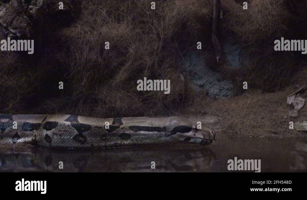 Boa constrictor mouth open Stock Videos & Footage - HD and 4K Video ...