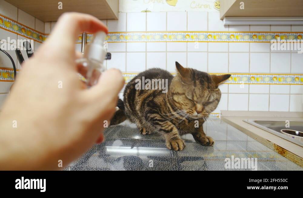 Cat spraying Stock Videos & Footage - HD and 4K Video Clips - Alamy