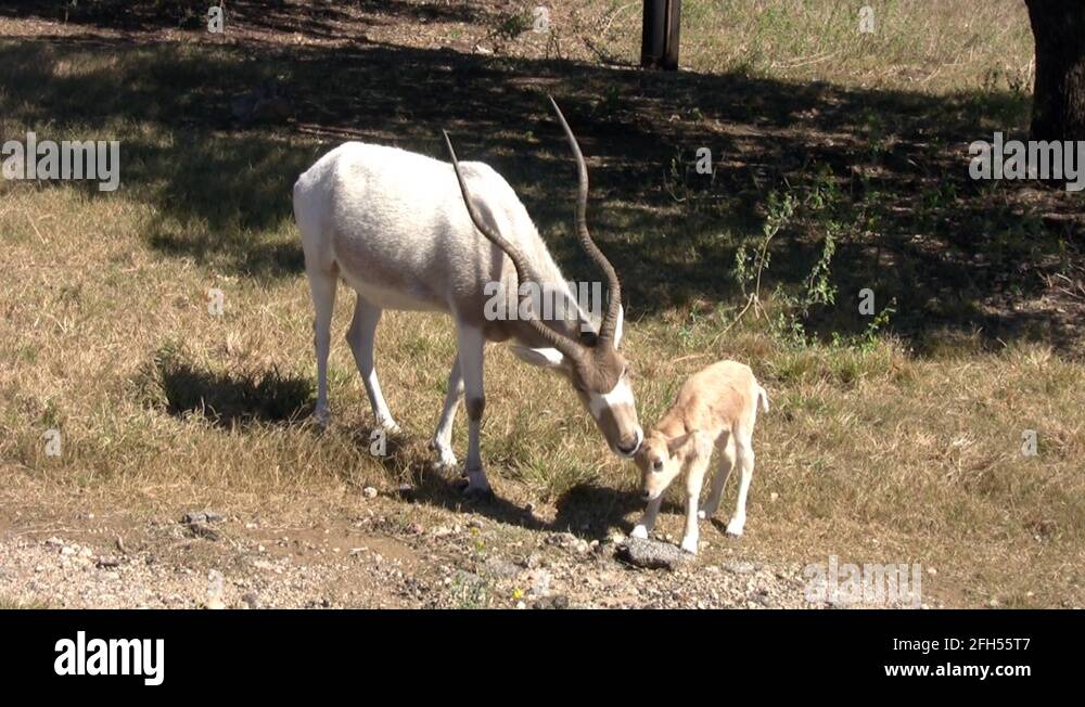 Nurture native wildlife Stock Videos & Footage - HD and 4K Video Clips ...