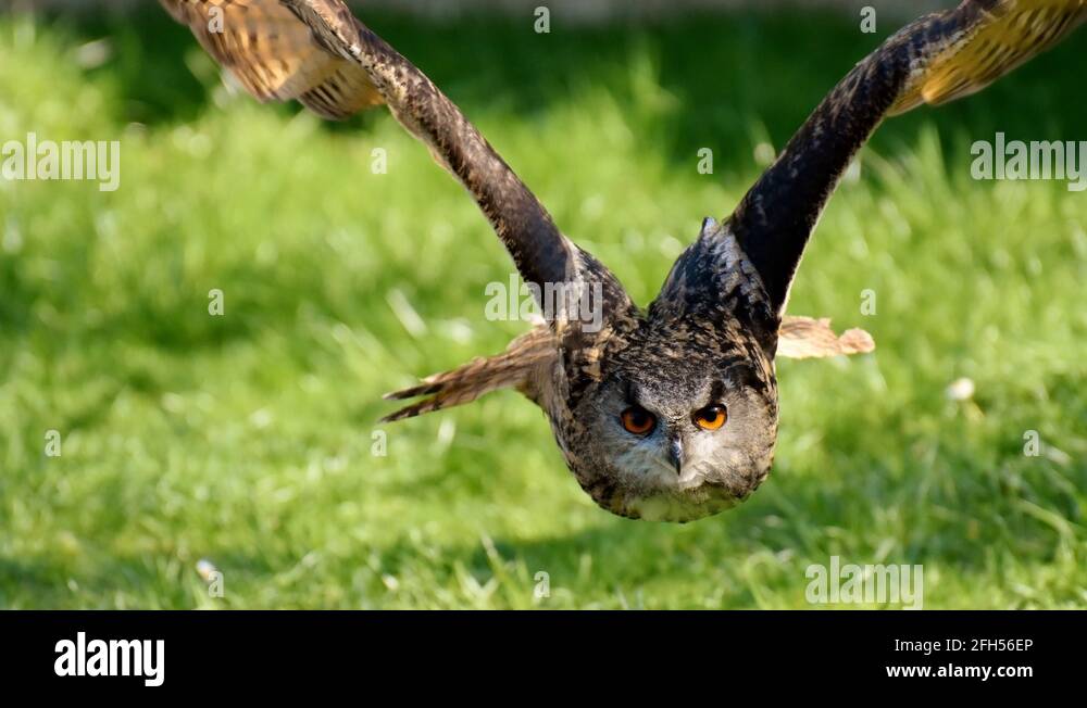 Owl daytime Stock Videos & Footage - HD and 4K Video Clips - Alamy