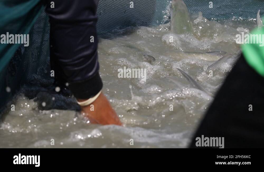 Milkfish Stock Videos & Footage - HD and 4K Video Clips - Alamy
